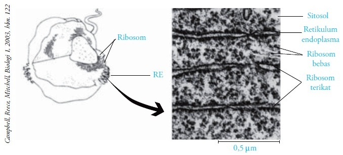 Struktur dan Fungsi Ribosom - Gambar:blog info
