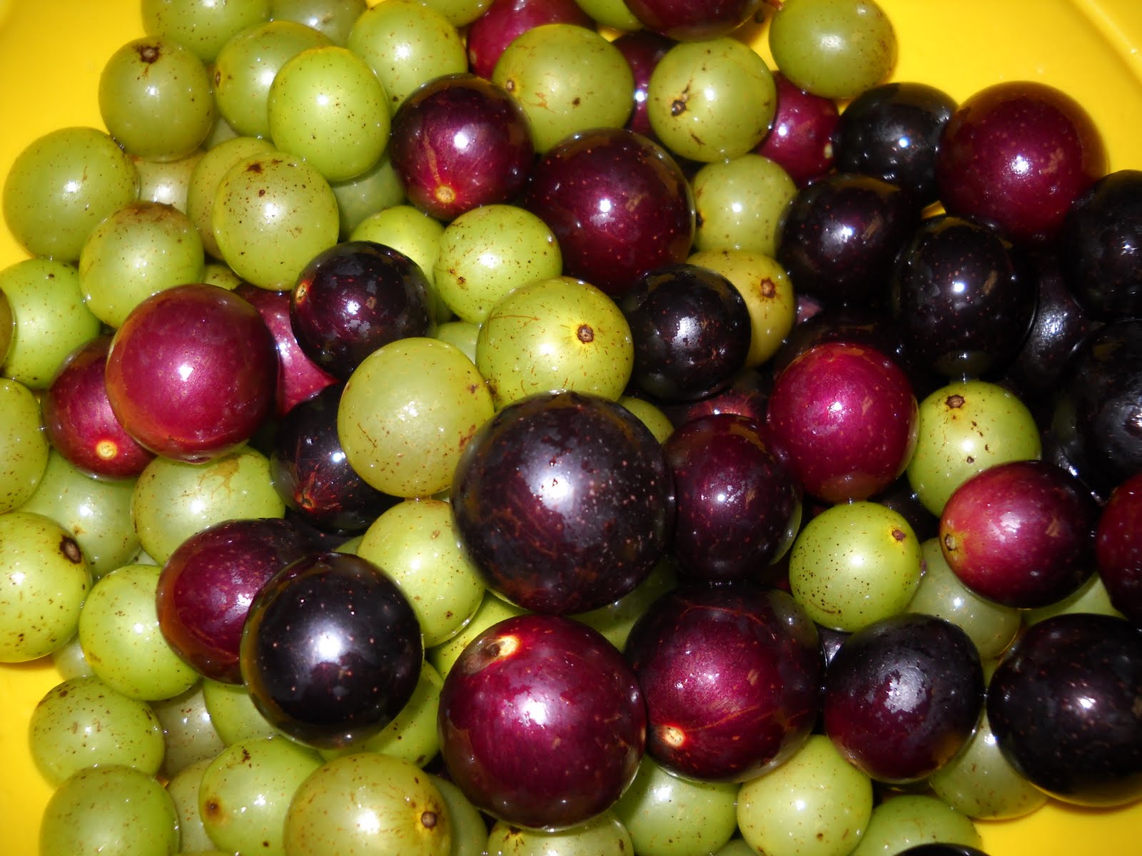 Joy In The Raw: It's Grape Sesaon: Scuppernong and Muscadine Grapes