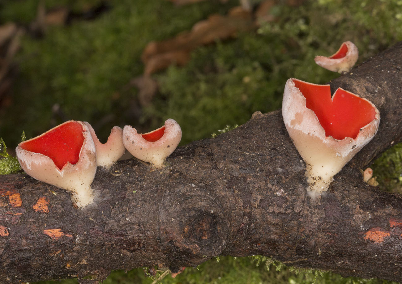 Scarlet Elfcups | Naturally
