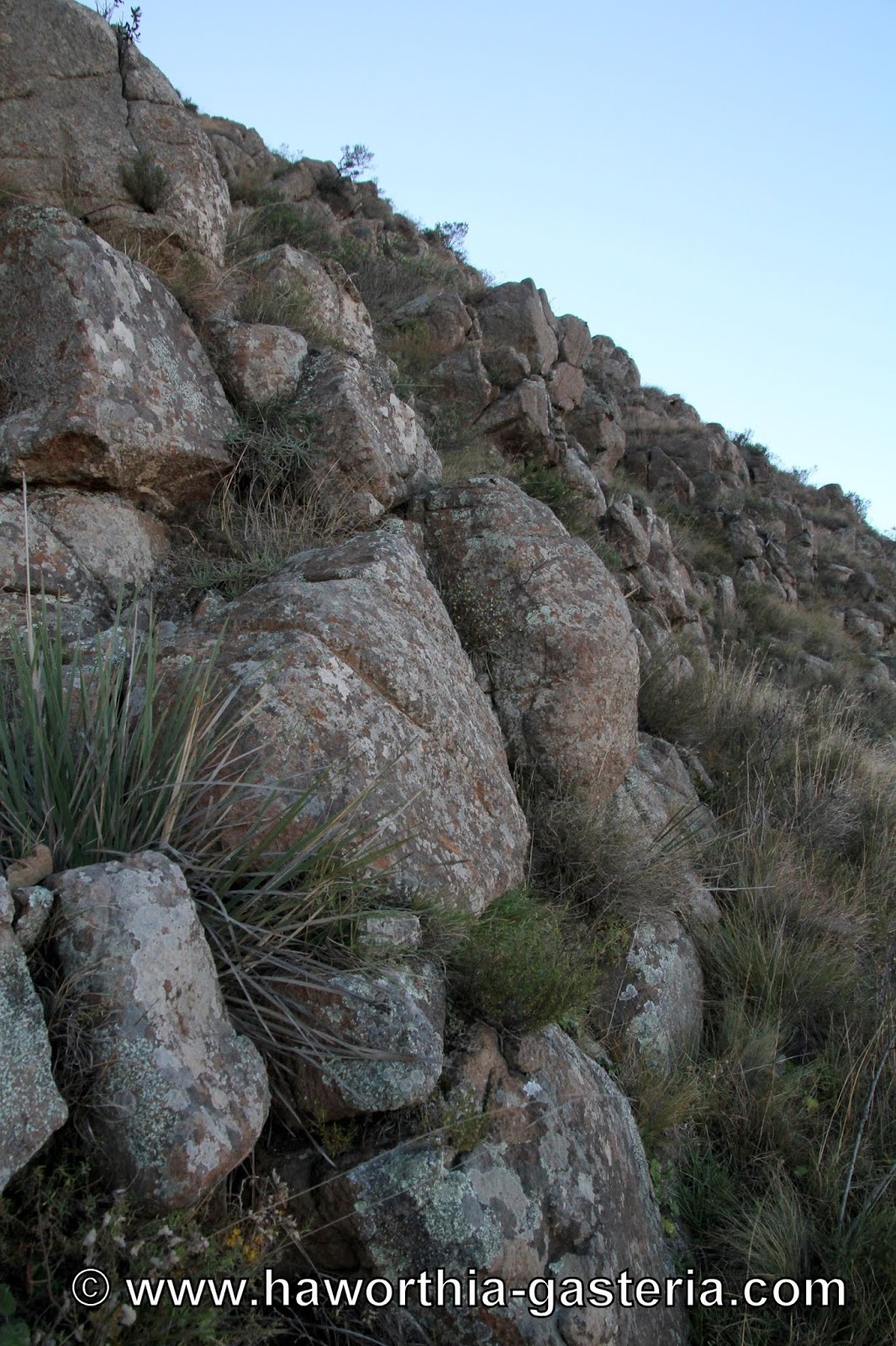 All you wanted to know about Haworthias, Gasterias and Astrolobas ...