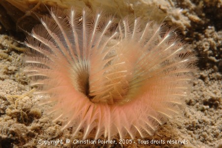 Le Blog de M.Colin: Les lophophorates ou la saga des porteurs de touffes.