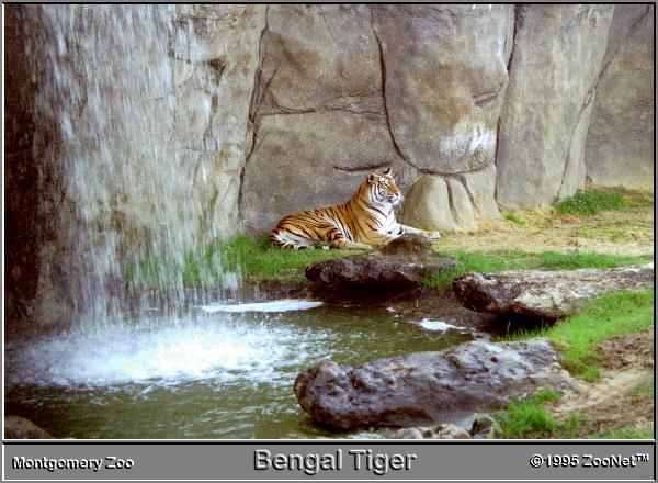 Bengal Tiger Fall | Okay Wallpaper