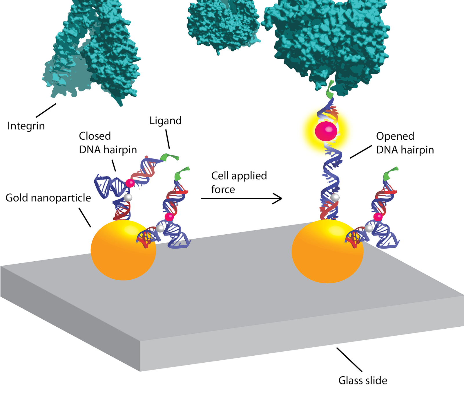 eScienceCommons: Molecular beacons shine light on how cells 'crawl'