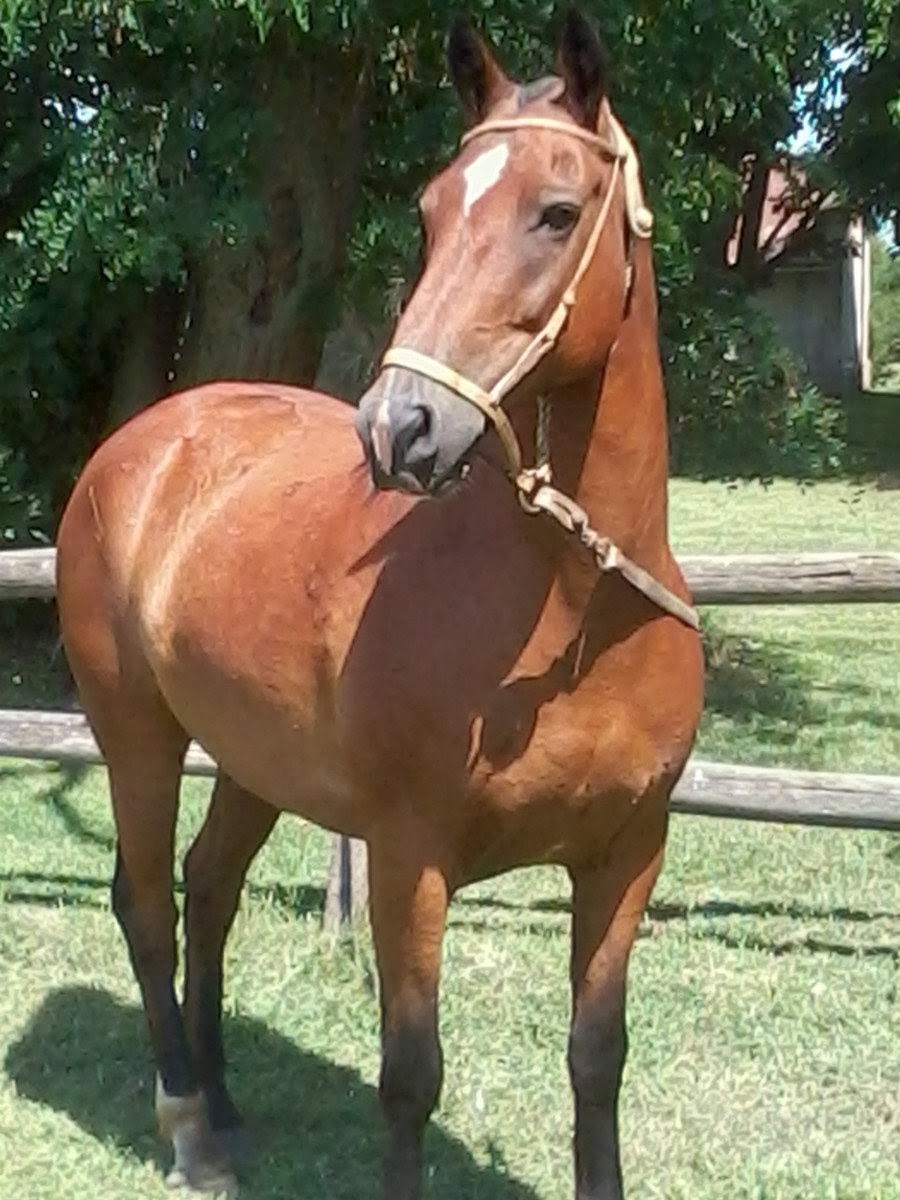 Los Caballos: Pelajes: Colorado