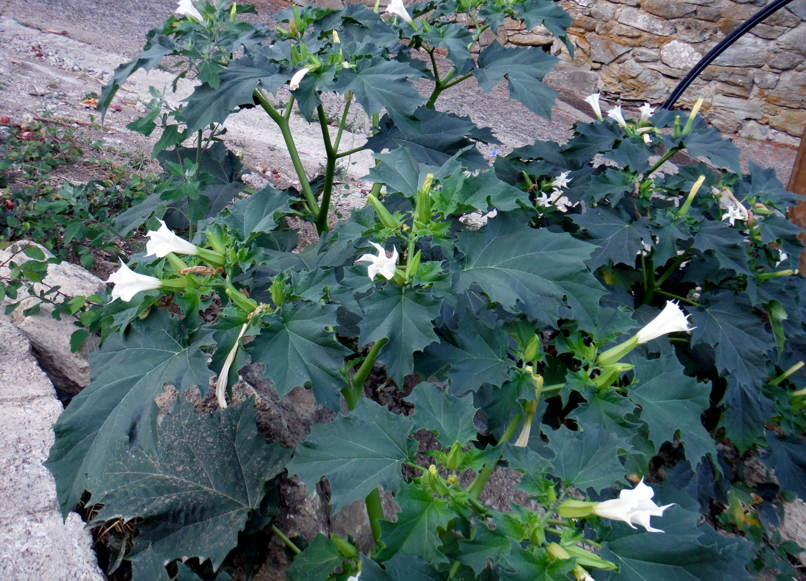 VOCE DI RUTALI... è d'altrò: Le Datura stramoine- Datura stramonium