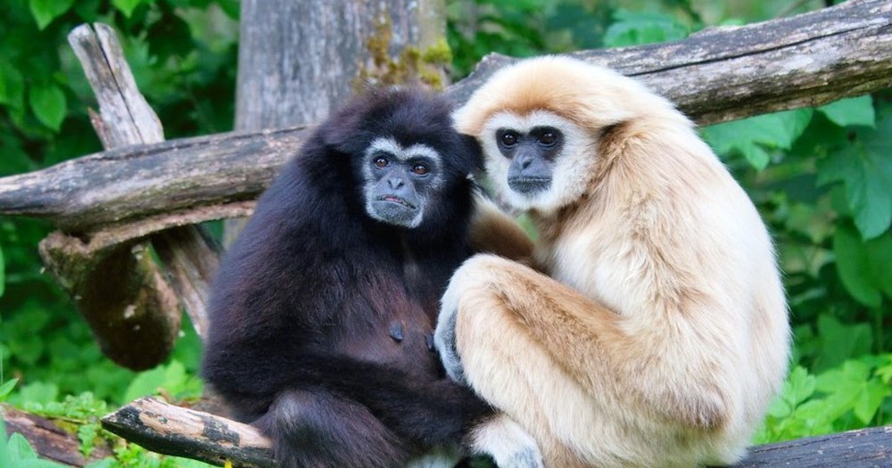Hoolock Gibbon Species in India