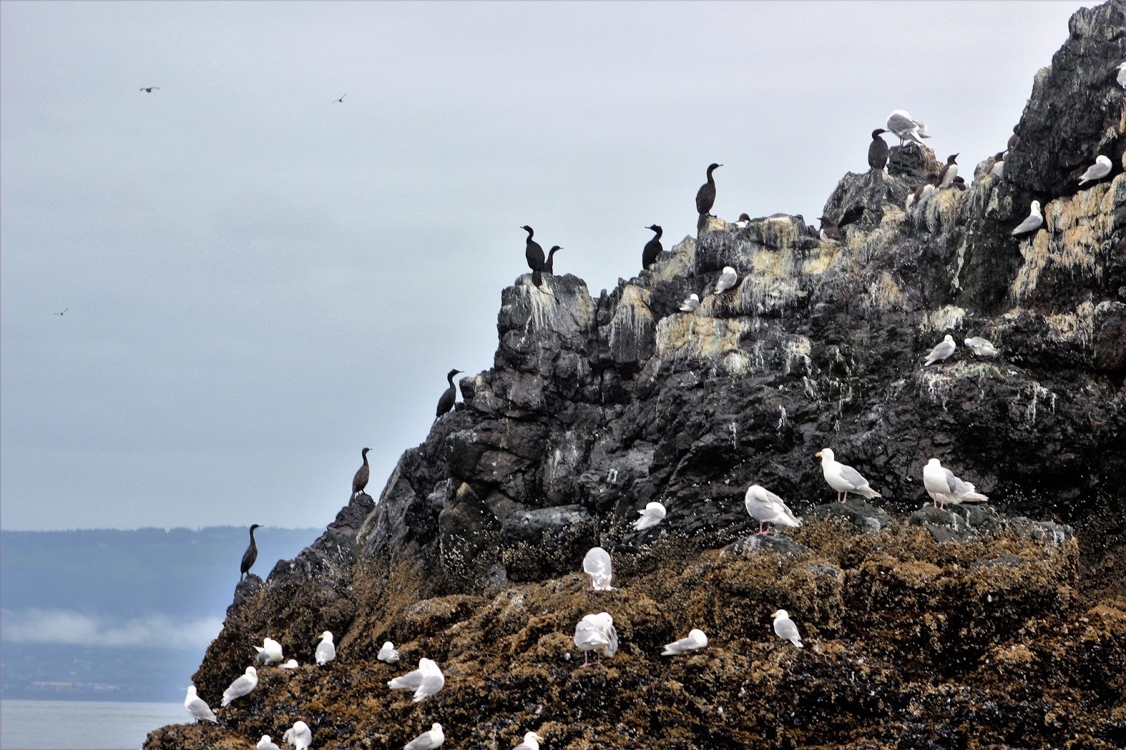 Souvenir Chronicles: HOMER, ALASKA: GULL ISLAND