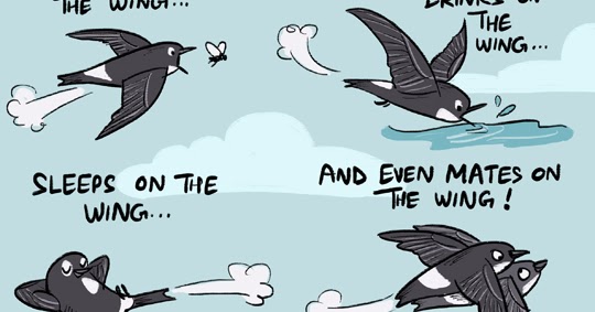 Green Humour: The Swift
