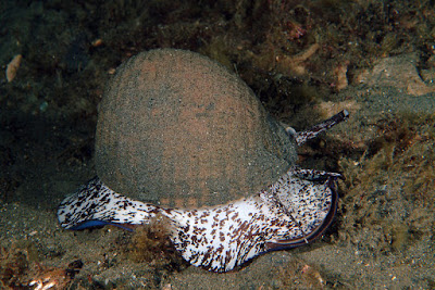 Variety of Life: Tonnidae