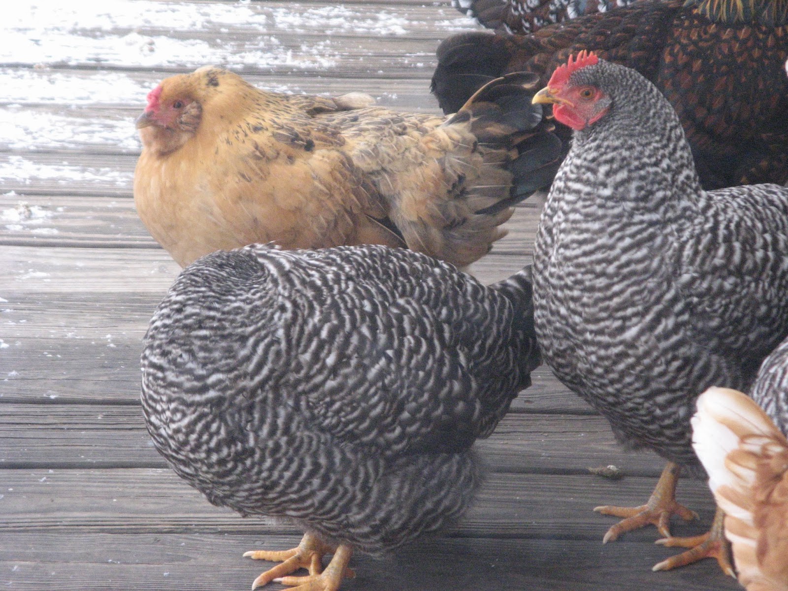 Animal Instinct: Headless Hen
