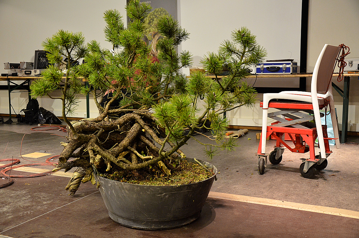 Bonsai - Living Art: Noelanders Trophy 2012 - Demo by Ryan Neil