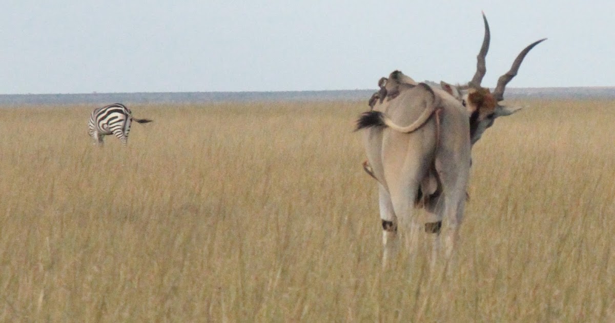 Notes From Kenya: MSU Hyena Research: Mara’s Cutest Tuckus
