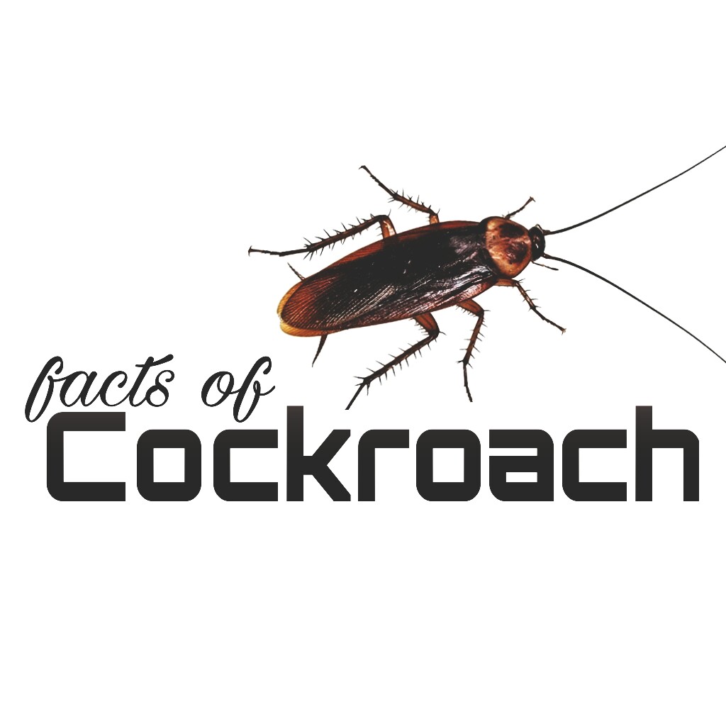 Facts of cockroach