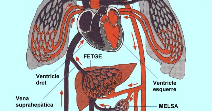 El cor de la biologia: Quin recorregut fa la sang pel cos i de quina ...