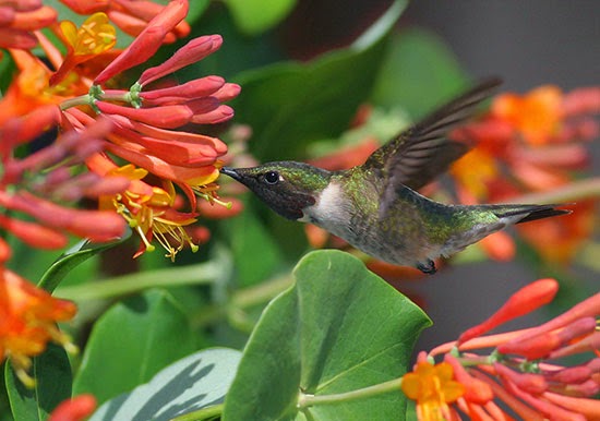 Developing Designs Blog by Laura Jens Sisino : Tuesday Tip: Gardening ...