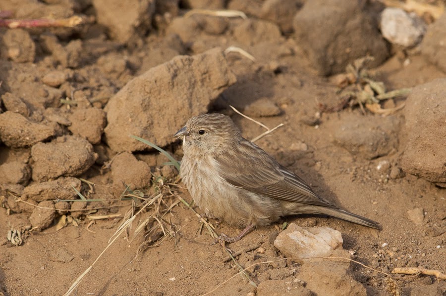 Birds of Saudi Arabia: Flocks of Yemen Serins at Al Mehfar Park – Tanoumah