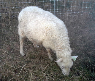 FarmGirl's Homestead Sheep: Finnsheep and Gulf Coast Natives