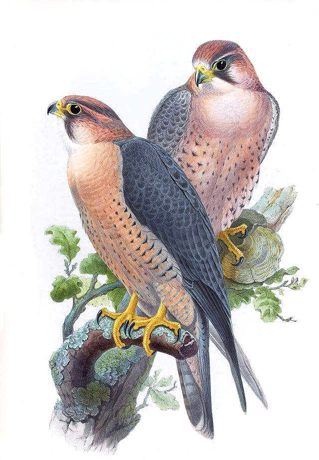 EVOLUTION ADVENT CALENDAR: Peregrine falcon
