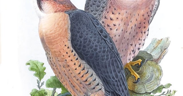 EVOLUTION ADVENT CALENDAR: Peregrine falcon