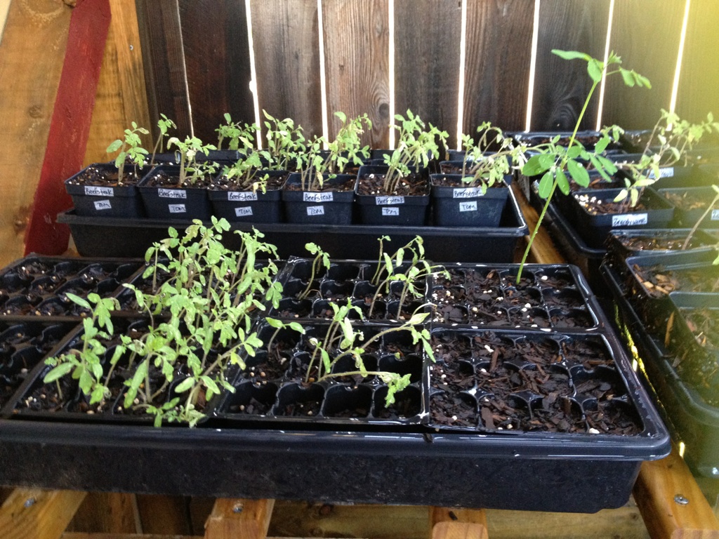 Teaching Laredo's Poor Self-Sufficiency Through Farming - New Vision ...