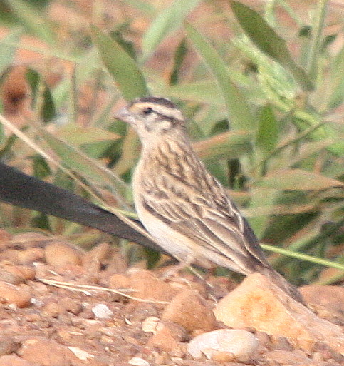 Birding South Sudan: Exclamatory Paradise-Whydah