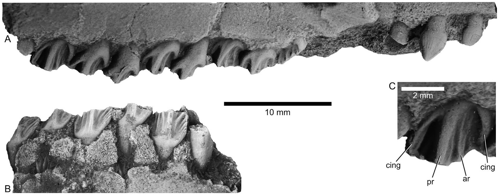 Waxing Paleontological: Peg Teeth