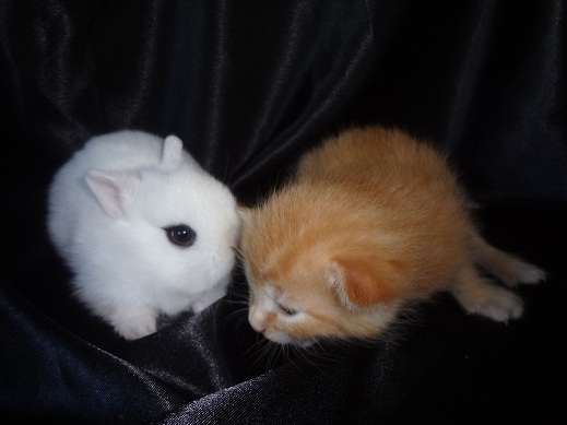 Emily's Hoppin' Hotots: 2 week old Bunny and 2 week old Kitten