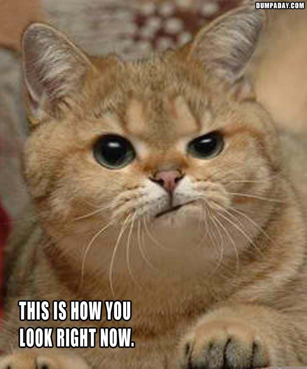 Photography: LOLCats - This Is How You Look Right Now