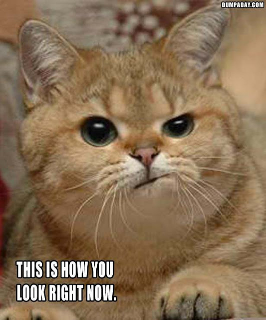 Photography: LOLCats - This Is How You Look Right Now