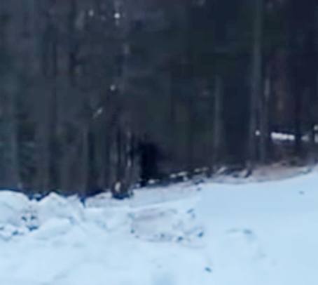 Bigfoot Filmed In Northern Minnesota? ~ The Crypto Crew