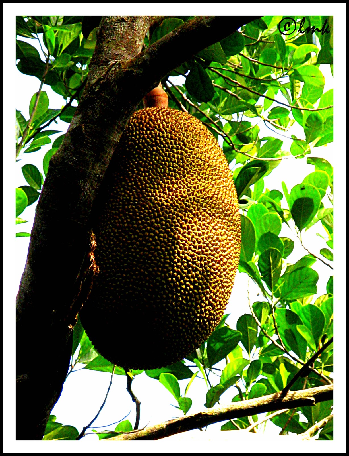 My Kitchen Lab!!!: Chakka Vevichathu - Steamed Jackfruit with Spices