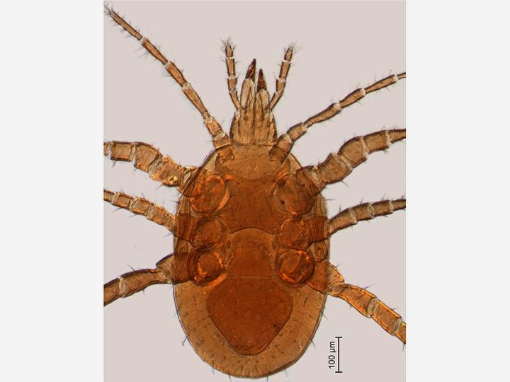 Variety of Life: Macrochelidae