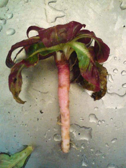 Growing Things and Making Things: Foraged Food Friday: Evening Primrose ...
