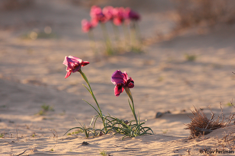 Yoav Perlman - birding, science, conservation, photography: Locust attack
