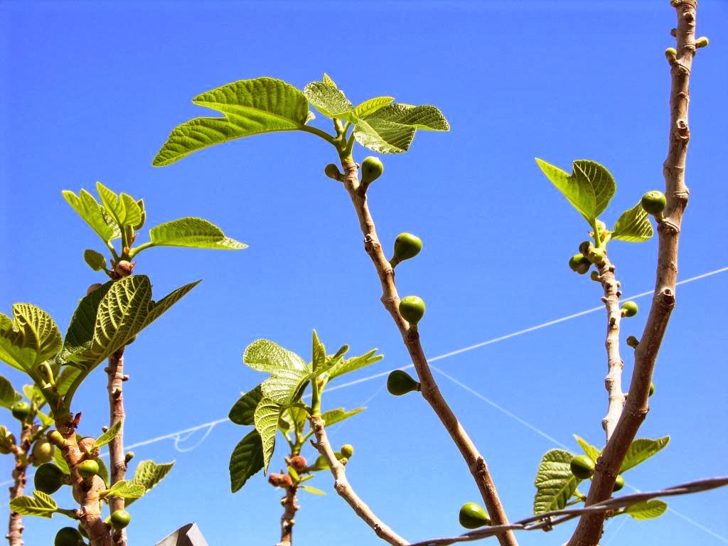 Xtremehorticulture of the Desert: Figs Dropping From Tree