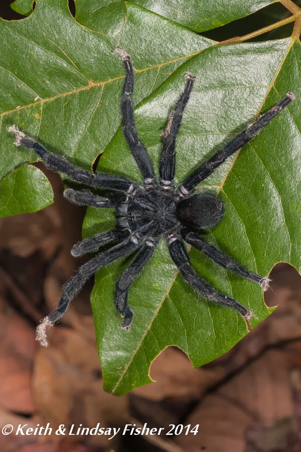 Kingfisher Park Birdwatchers Lodge (old): 02-Feb-2014