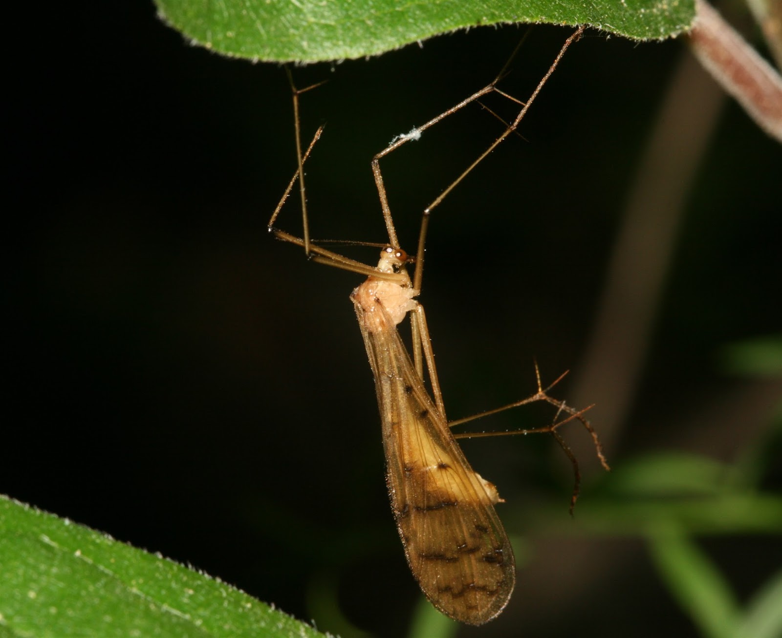 Sweating the Small Stuff: 75 Common Arkansas Insects