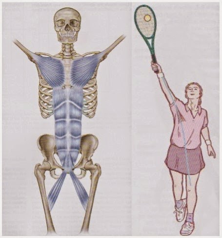 Sports and Conditioning Blogs: F. CORE STABILITY: THE SIGNIFICANCE WITH ...