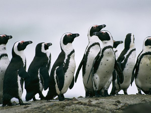 Foto Pinguin Lucu dan Menggemaskan | GambarBinatang.Com