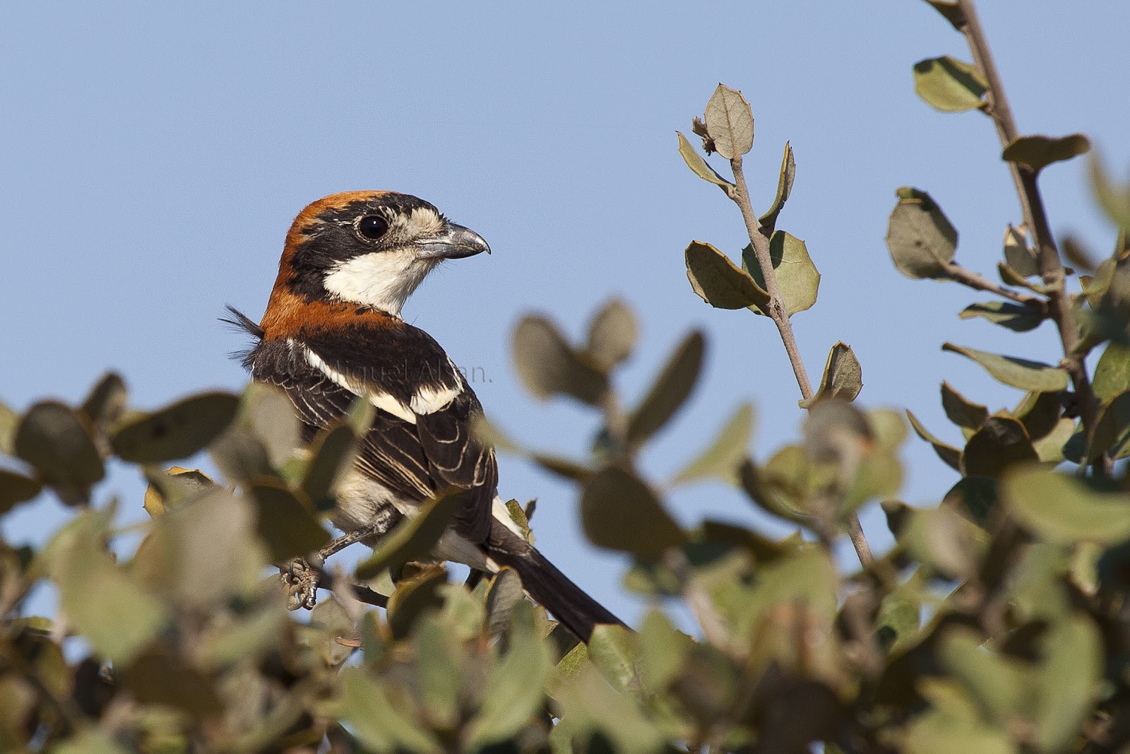 Miguel Alsan: ALCAUDON COMUN.