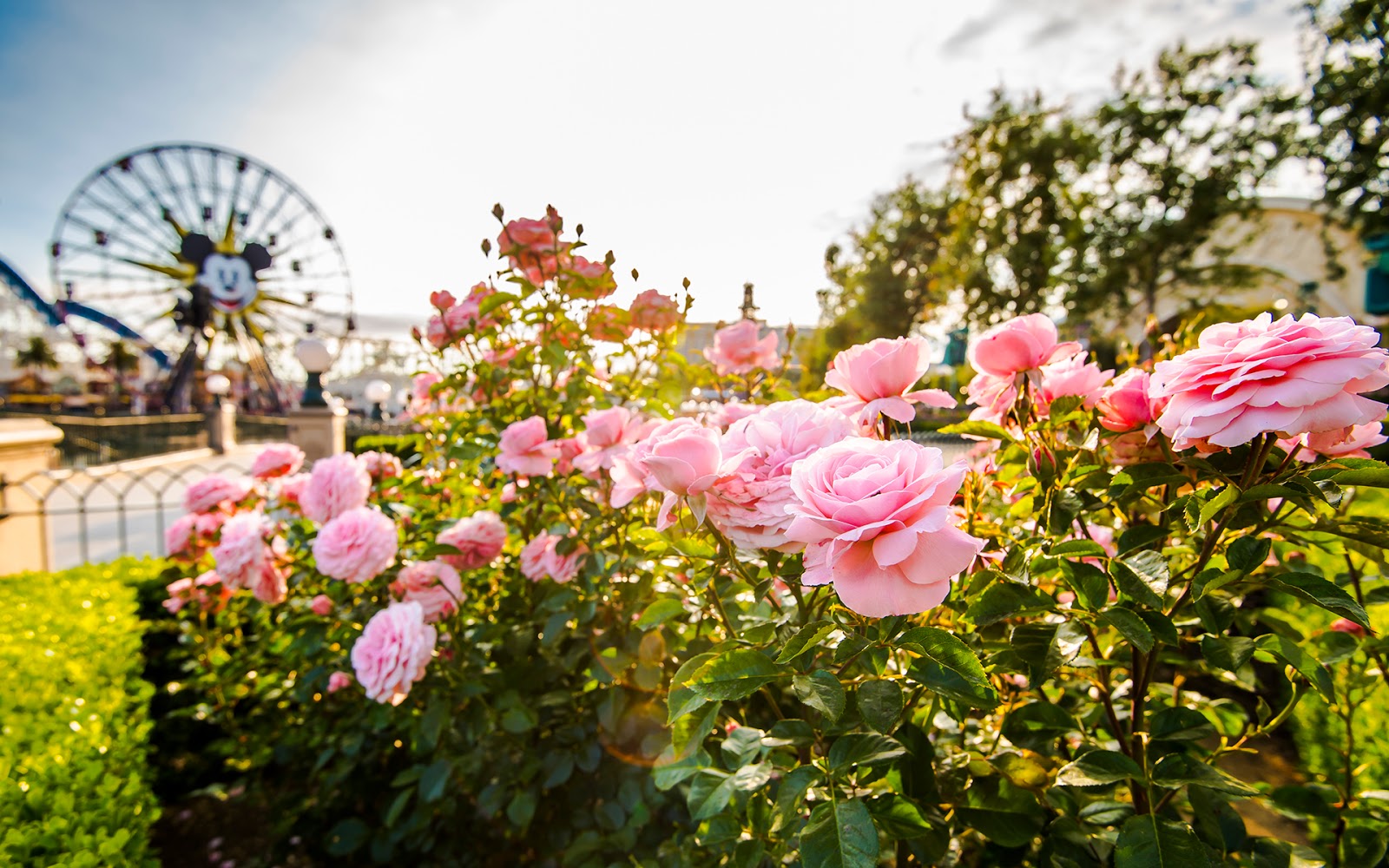 Paradise Roses in Bloom