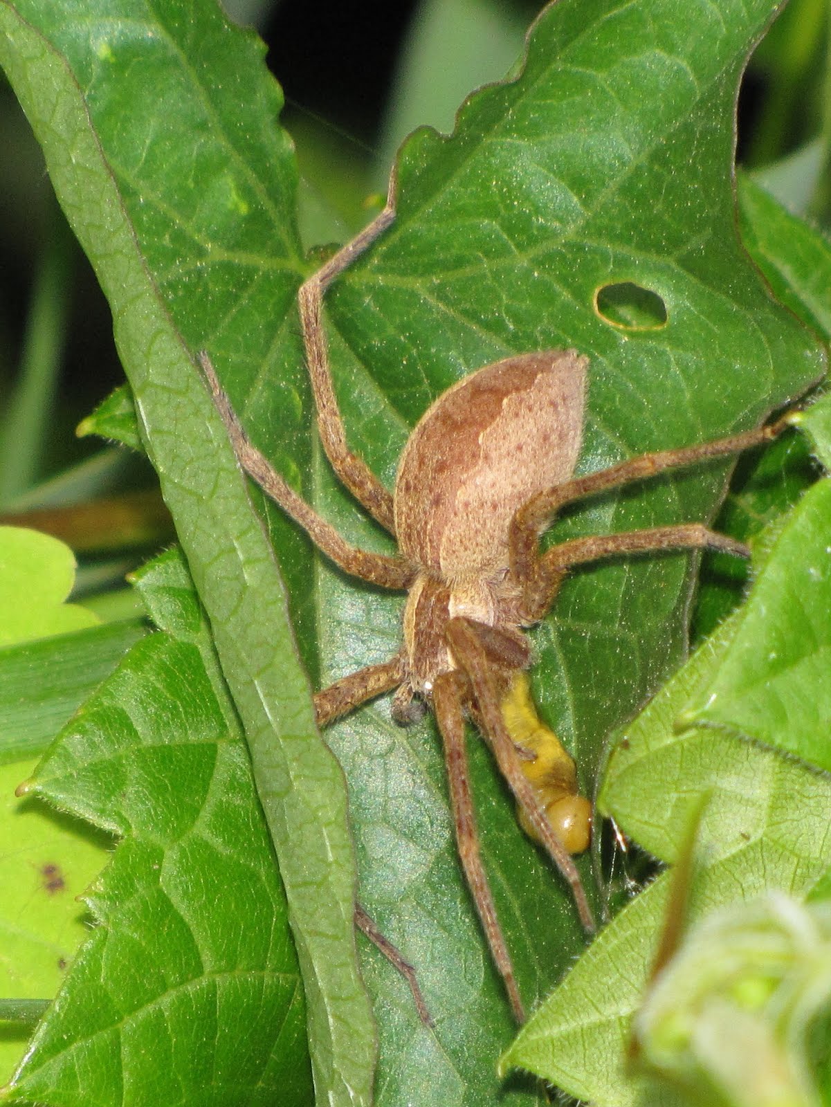 Bug Eric: Spider Sunday: Nursery Web Spider