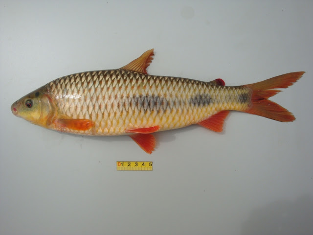 PEIXESCONSULTORIA: Leporinus copelandii