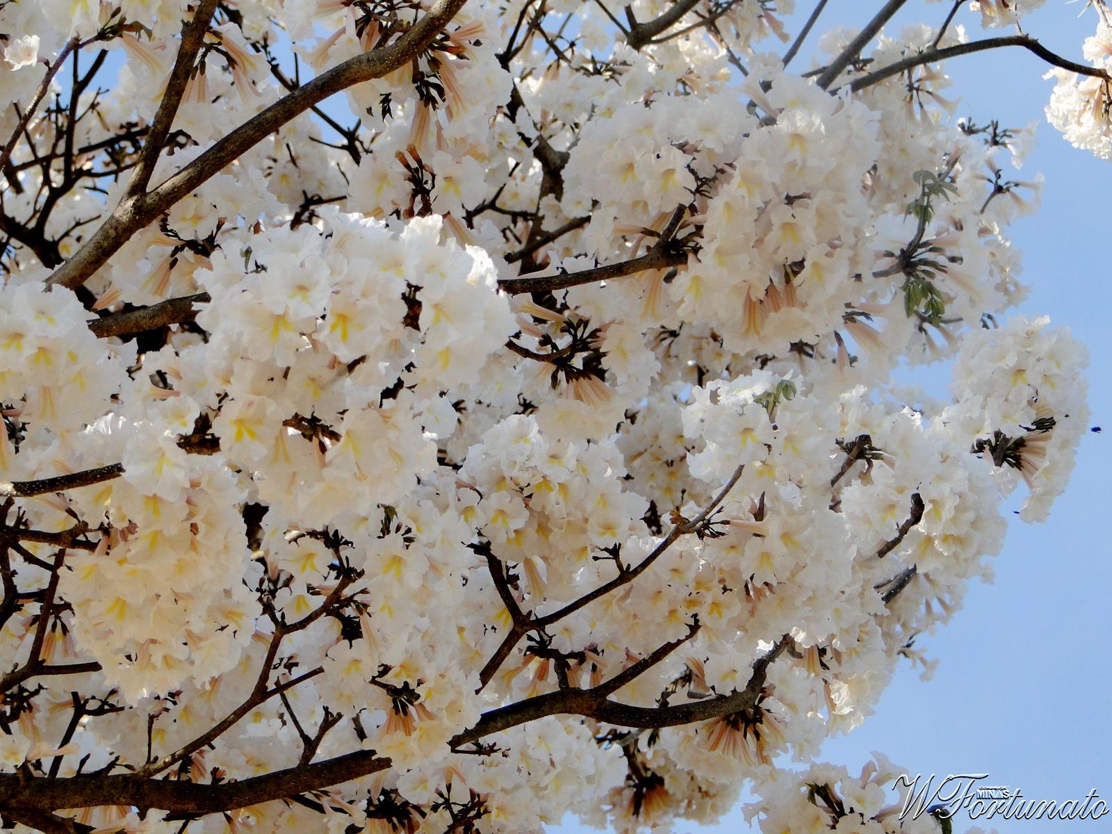 Ipê branco florido: beleza que dura pouco - Conheça Minas