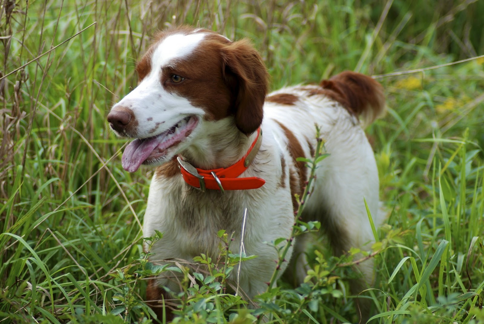 Adventures of a GSP Hunting Dog: Rock Tavern, NY NAVHDA Training Day