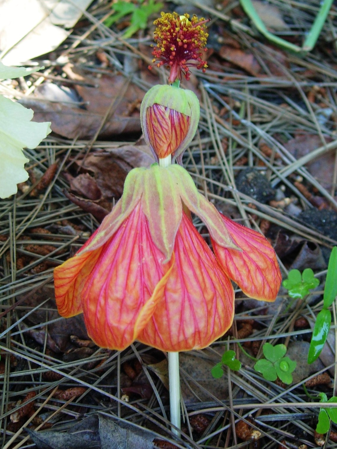 Thyme In A Bottle: Hollyhock Dolls, Abutilon Dolls, Flower Dolls