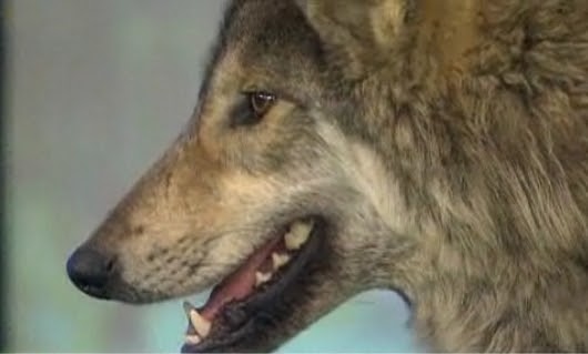 White Wolf : The importance of protecting wolves (Video)