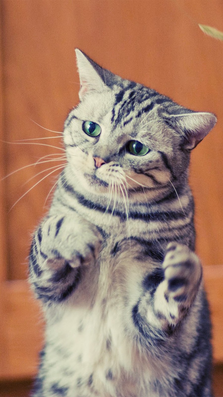 Fondo android pack 189