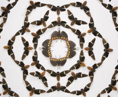 pigeon gillian: Jennifer Angus....Insect Artist!