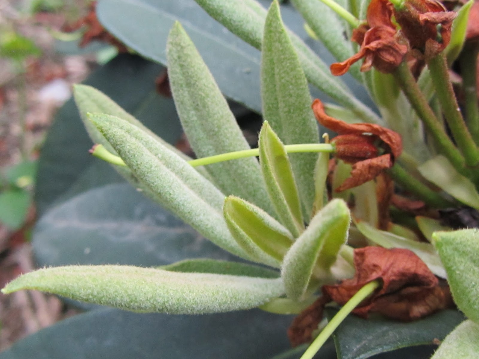 Coltivazione del Rododendro (Rhododendron spp.), Dove Piantarli ? | Il ...